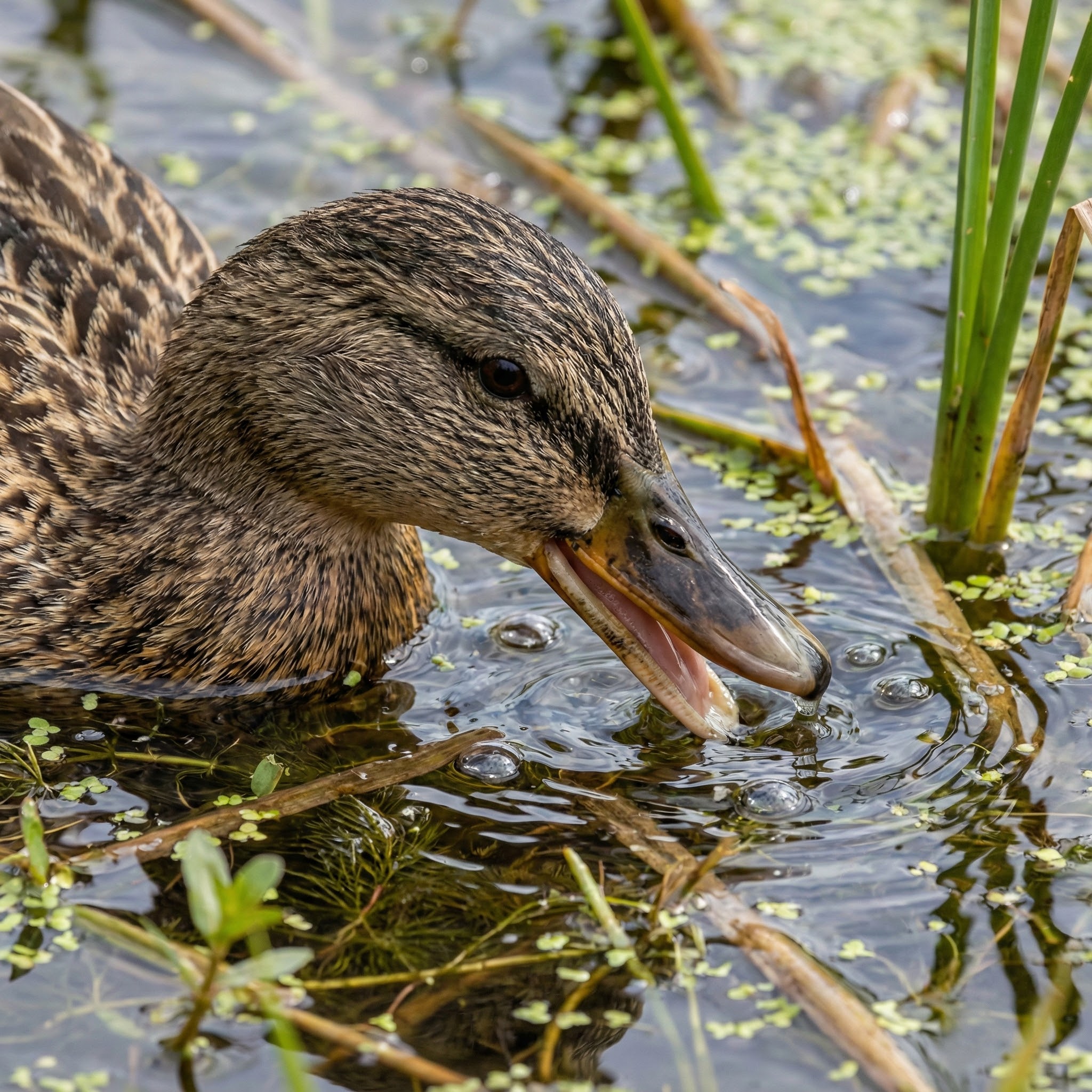 Duck Camp Hub | Hyper-Real Experience | TSI