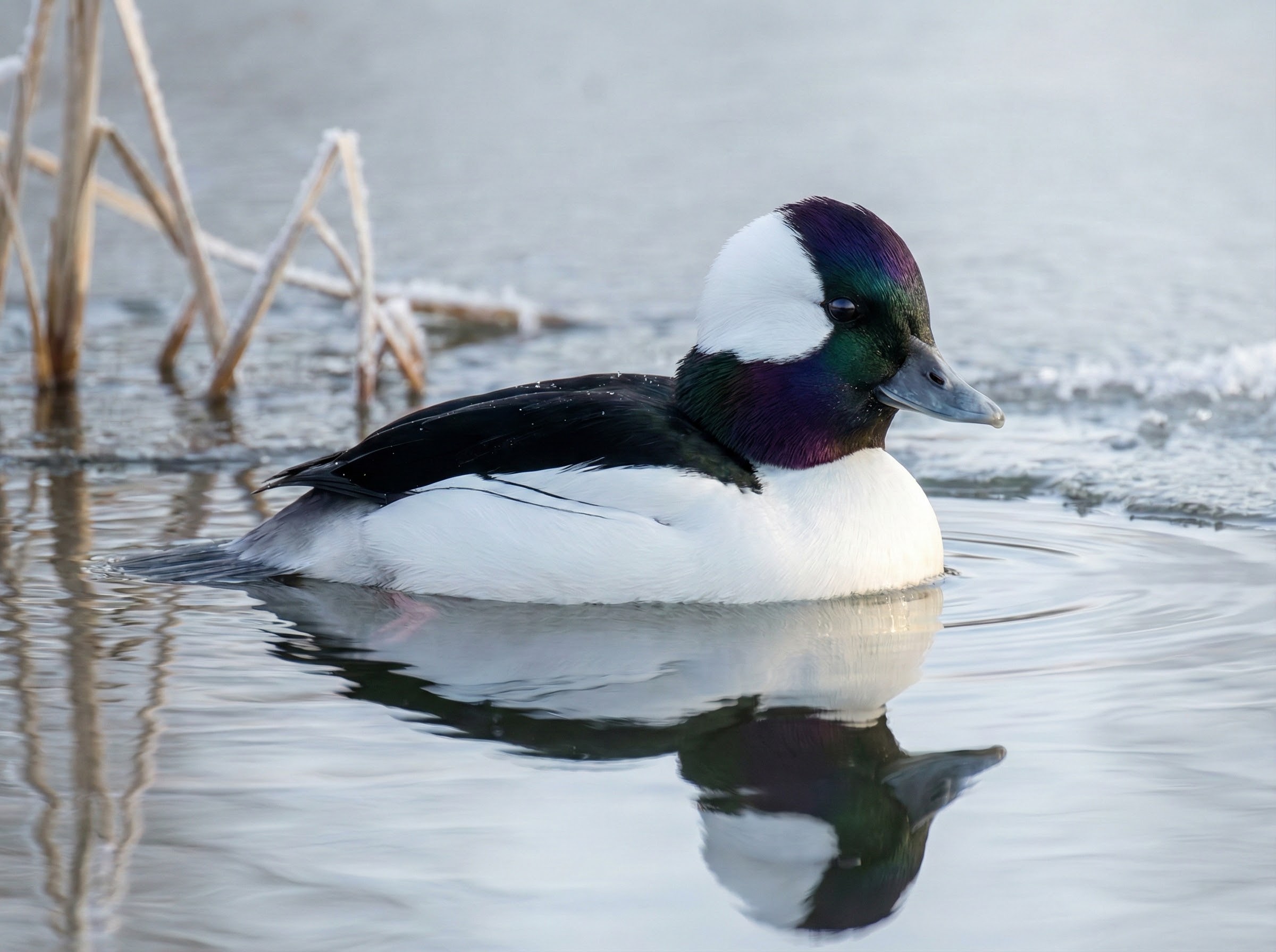Duck Camp Hub | Hyper-Real Experience | TSI