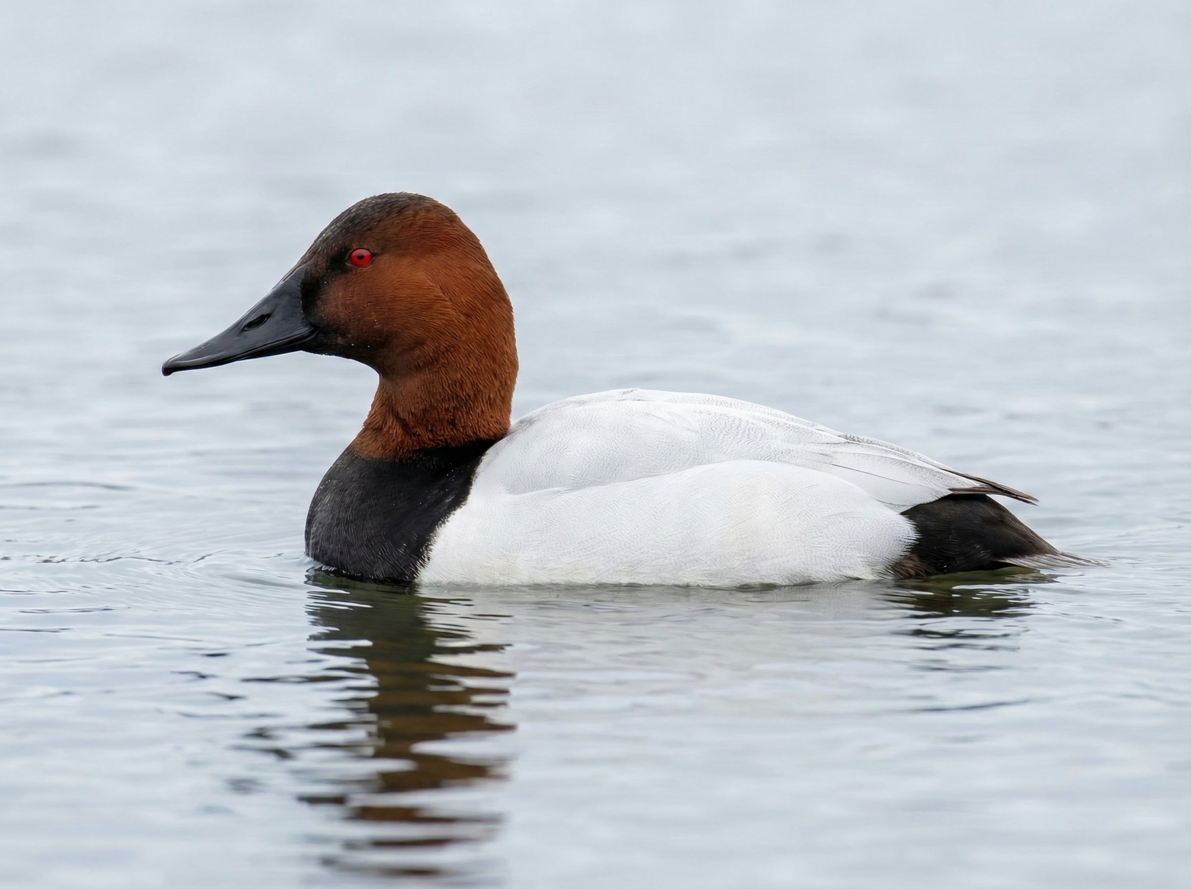 Duck Camp Hub | Hyper-Real Experience | TSI